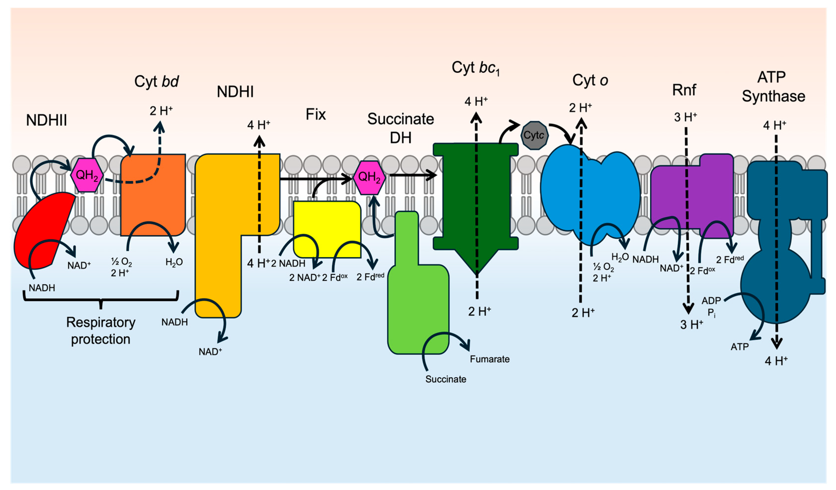 Nitrogen-Fixing Gamma Proteobacteria Azotobacter vinelandii—A Blueprint ...