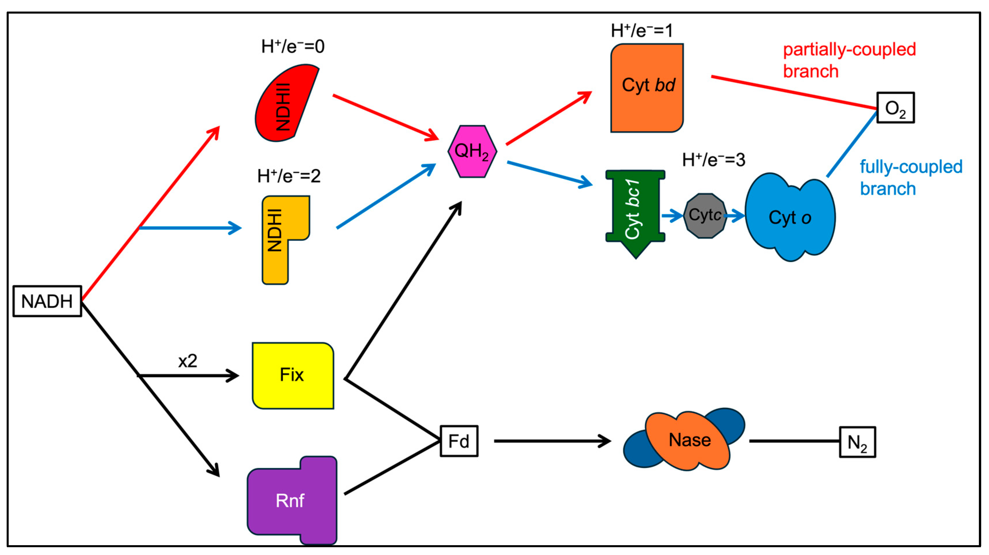 Nitrogen-Fixing Gamma Proteobacteria Azotobacter vinelandii—A Blueprint ...