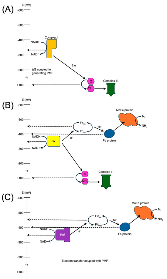 Nitrogen-Fixing Gamma Proteobacteria Azotobacter vinelandii—A Blueprint ...