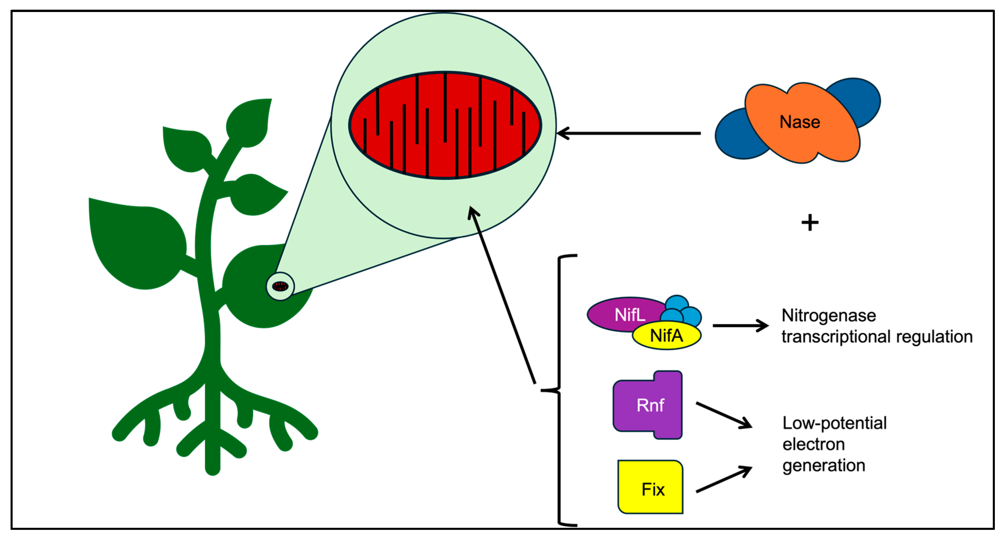 Nitrogen-Fixing Gamma Proteobacteria Azotobacter vinelandii—A Blueprint ...