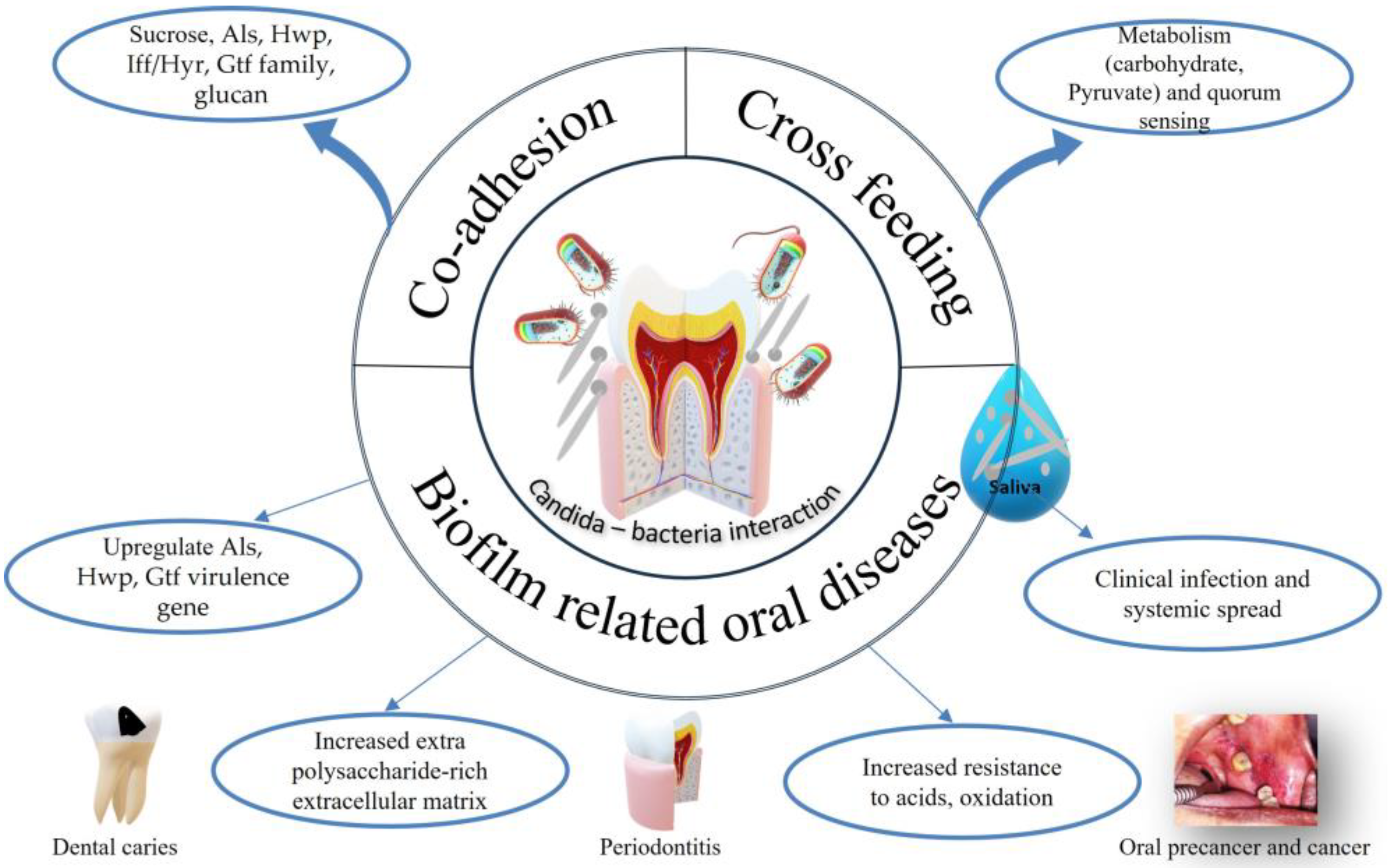 Candida albicans diseases store