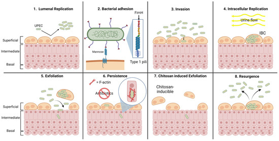 Mimicking Urinary Tract Infections Caused by Uropathogenic Escherichia ...