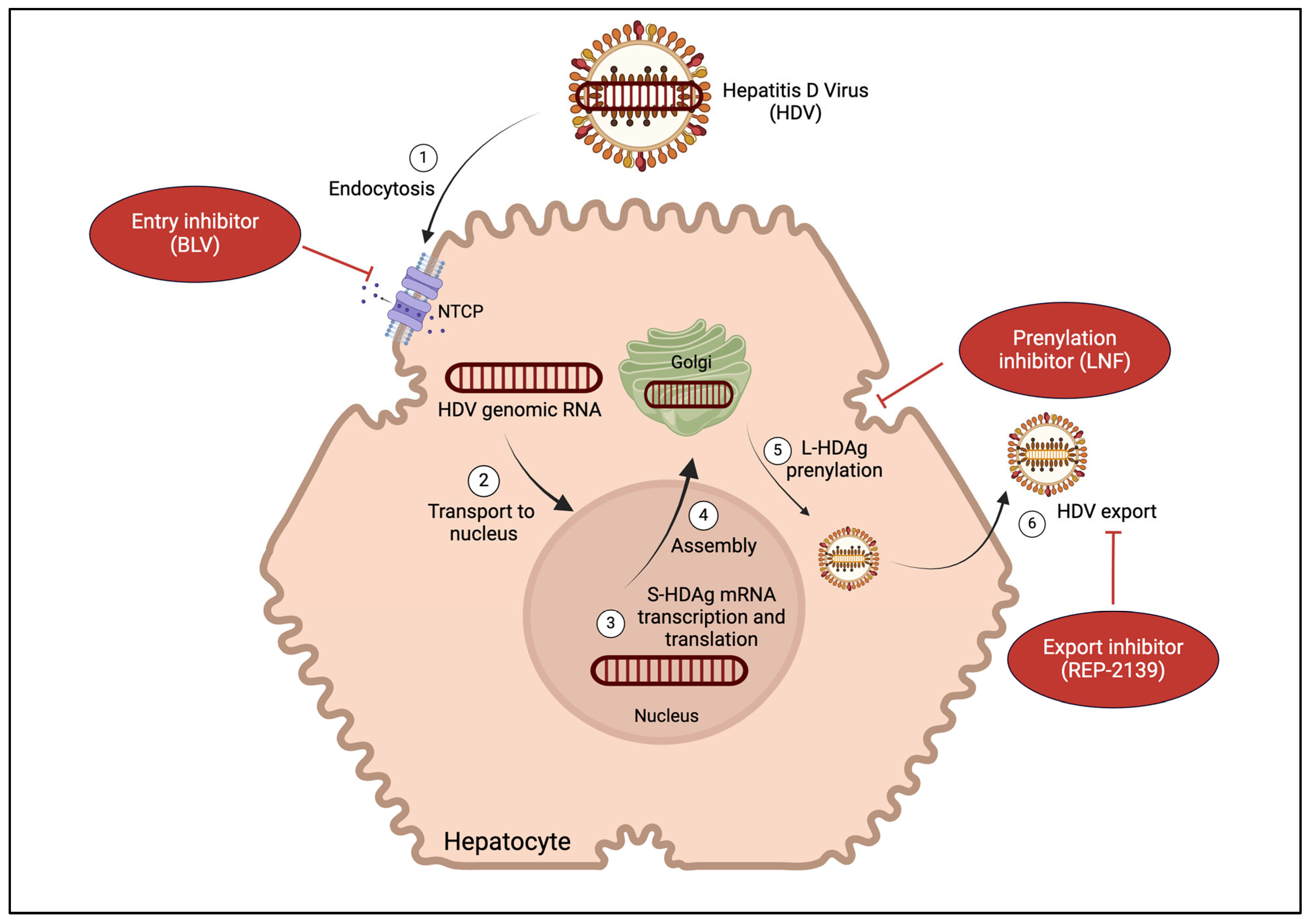 Chronic Hepatitis D Virus Infection and Its Treatment: A Narrative Review