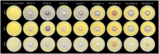 Isolation, Antibacterial Activity and Molecular Identification of ...