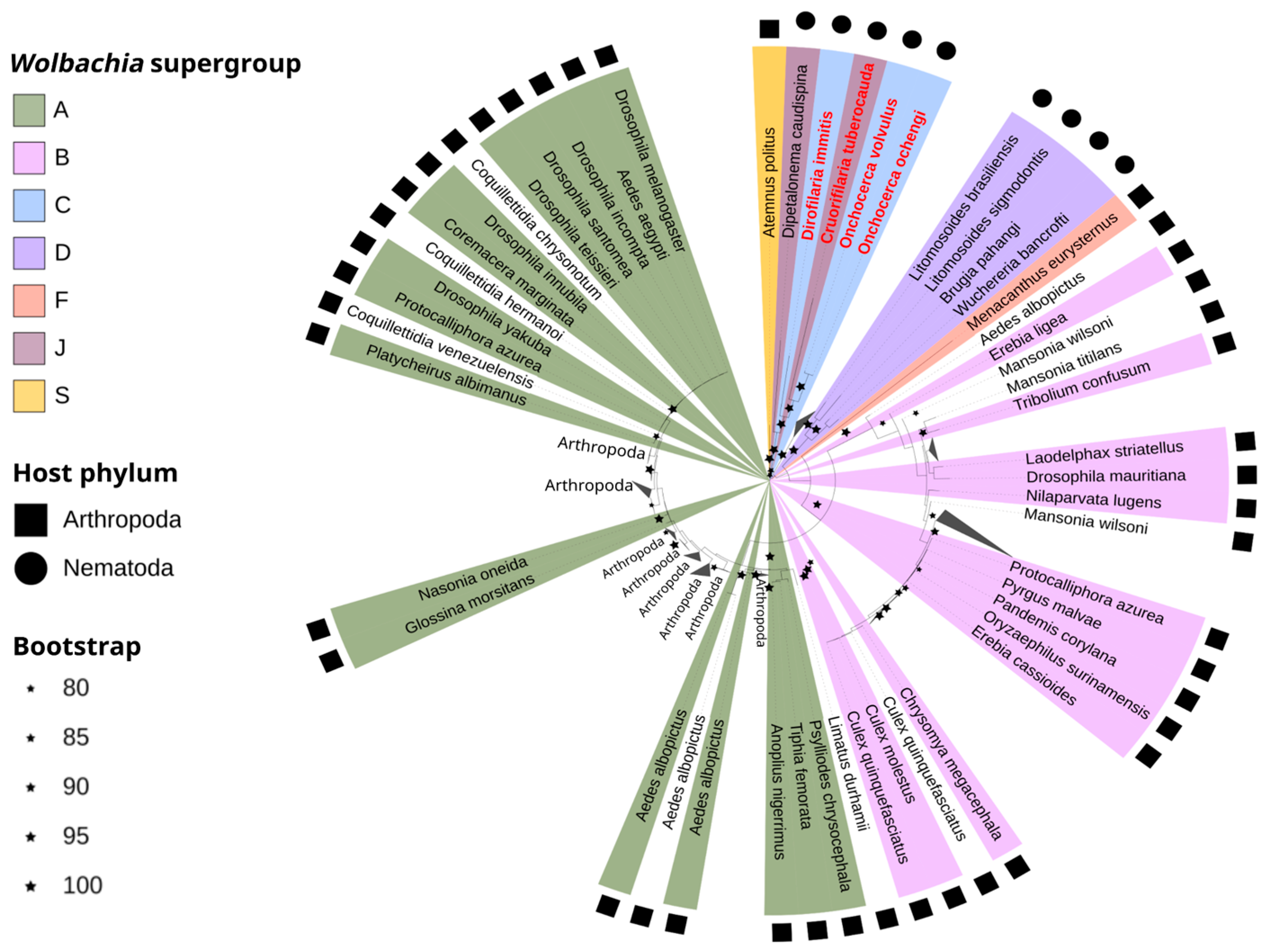 Sequencing and Analysis of Wolbachia Strains from A and B Supergroups Detected in Sylvatic ...