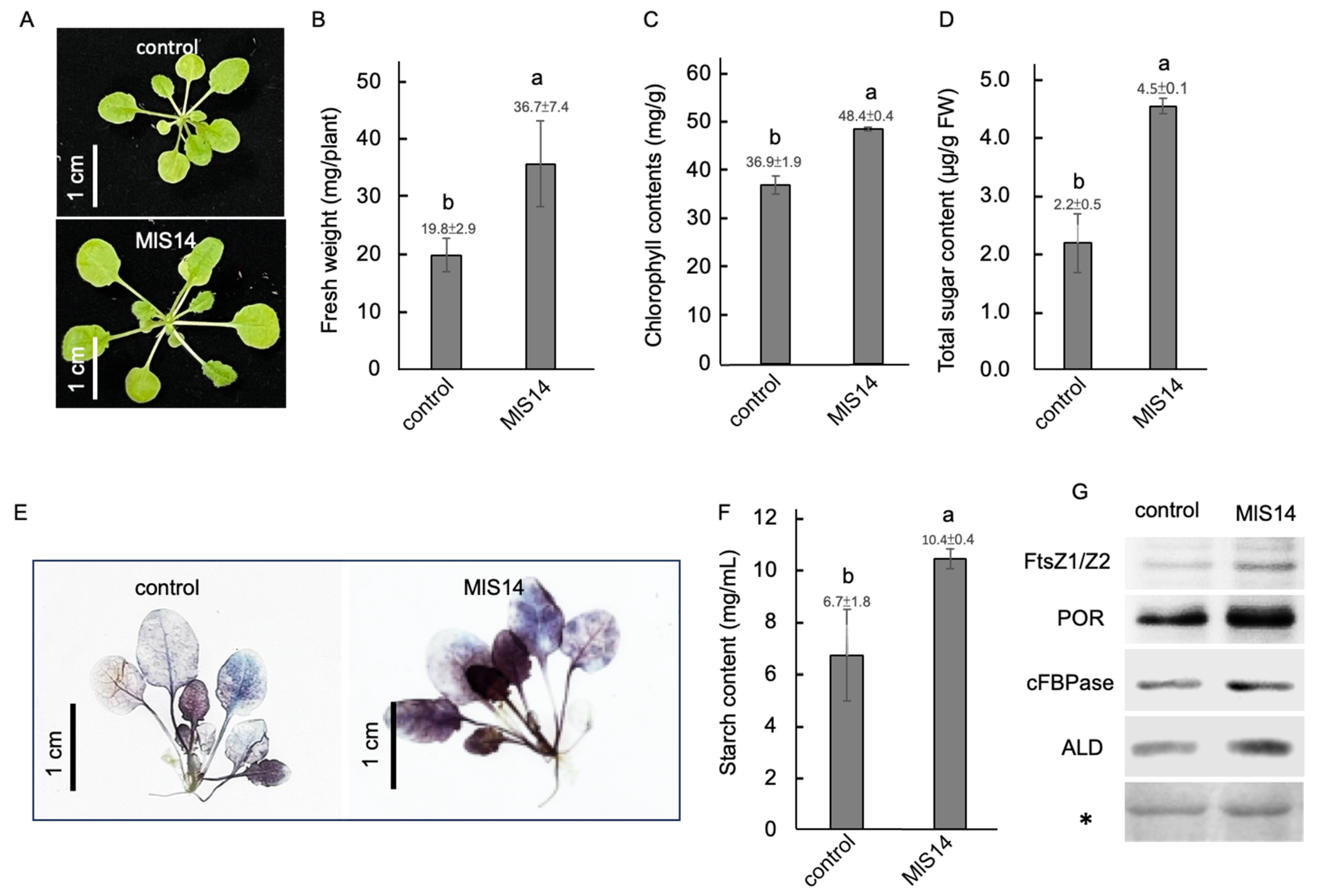Decoding the Impact of a Bacterial Strain of Micrococcus luteus on ...