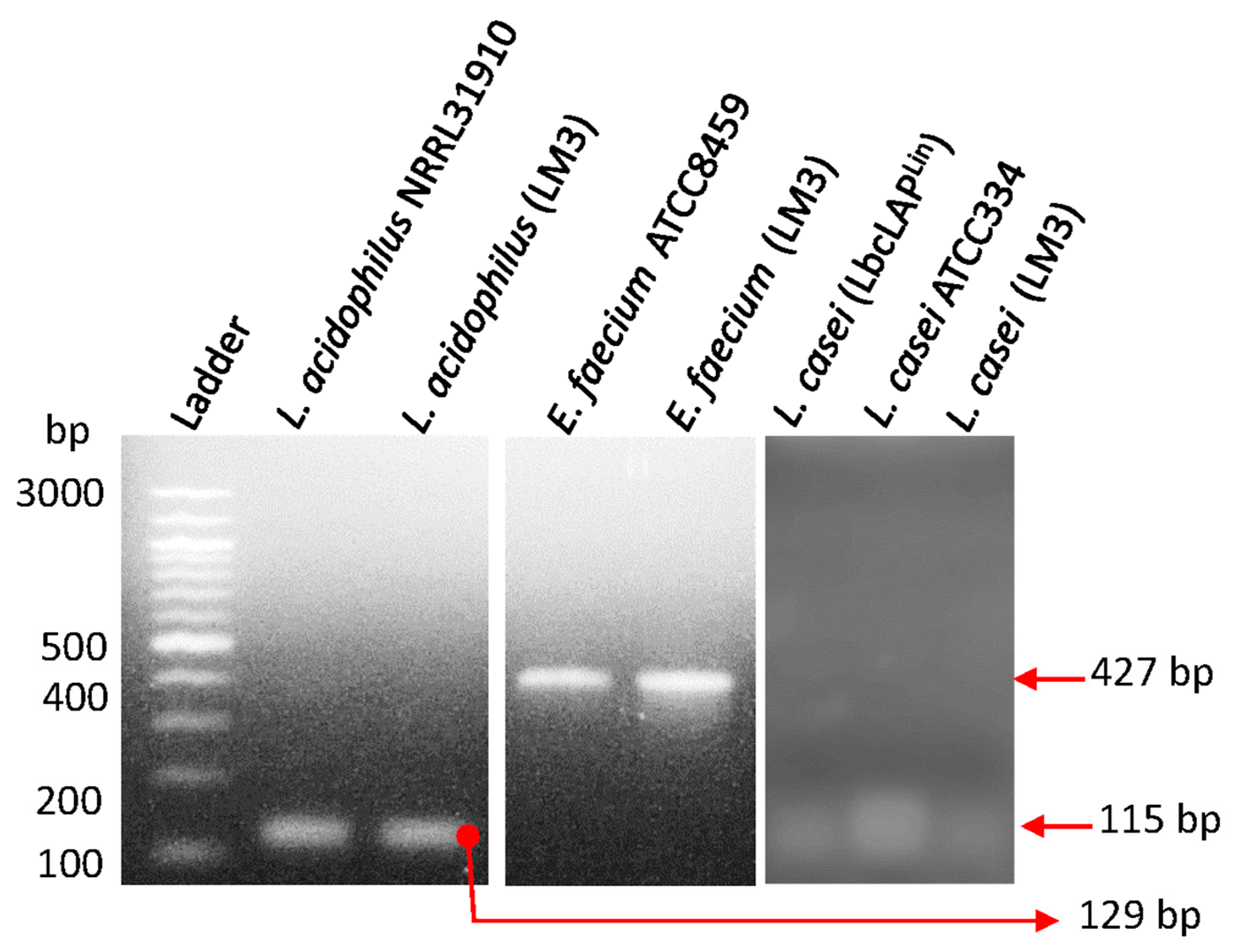 Assessment of Biofilm Formation and Anti-Inflammatory Response of a ...