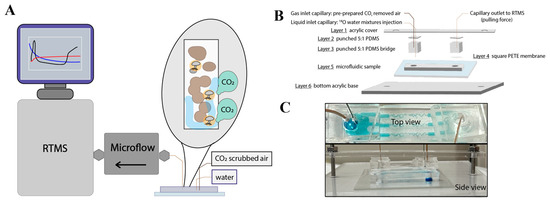 Accessing Fungal Contributions to the Birch Effect: Real-Time ...