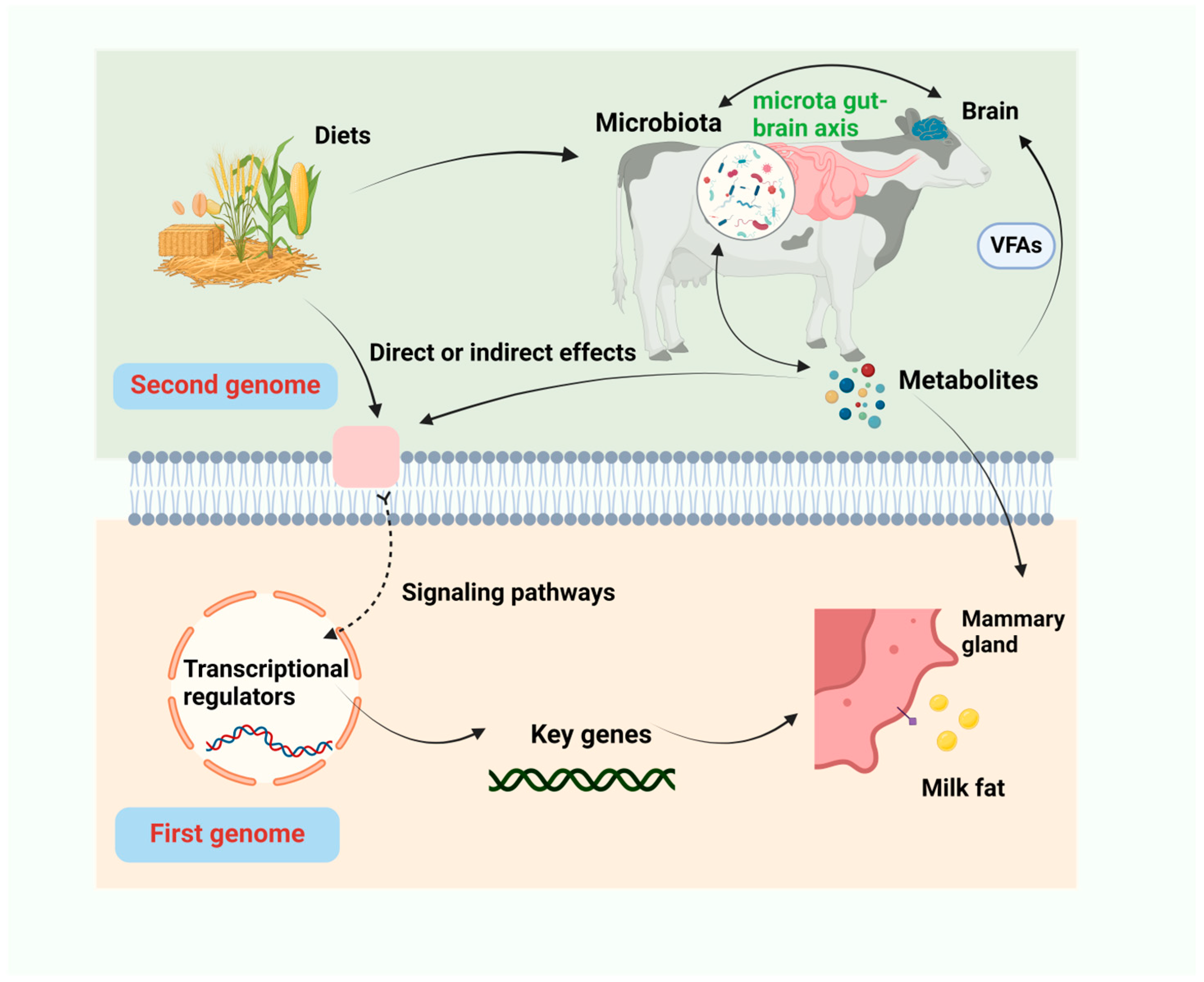 Regulation of Milk Fat Synthesis: Key Genes and Microbial Functions