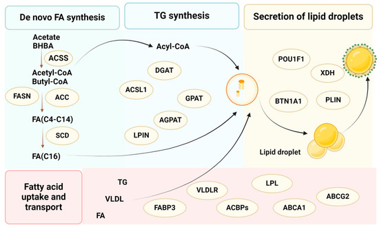 Regulation of Milk Fat Synthesis: Key Genes and Microbial Functions