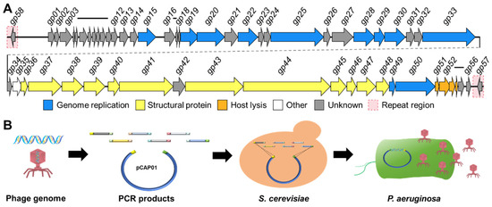 Isolation, Characterization, and Genome Engineering of a Lytic ...