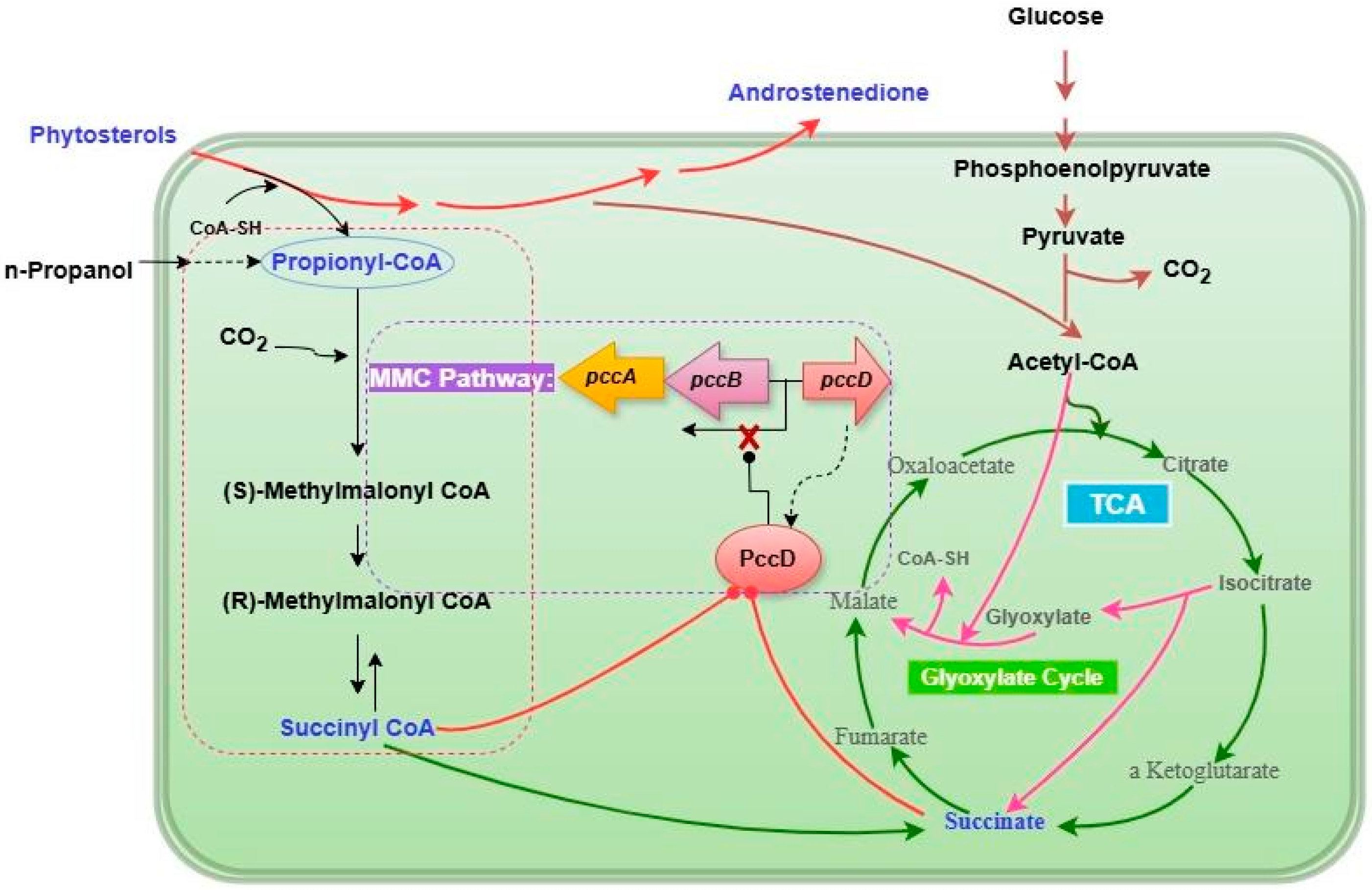 Effect of TetR Family Transcriptional Regulator PccD on Phytosterol Metabolism of Mycolicibacterium