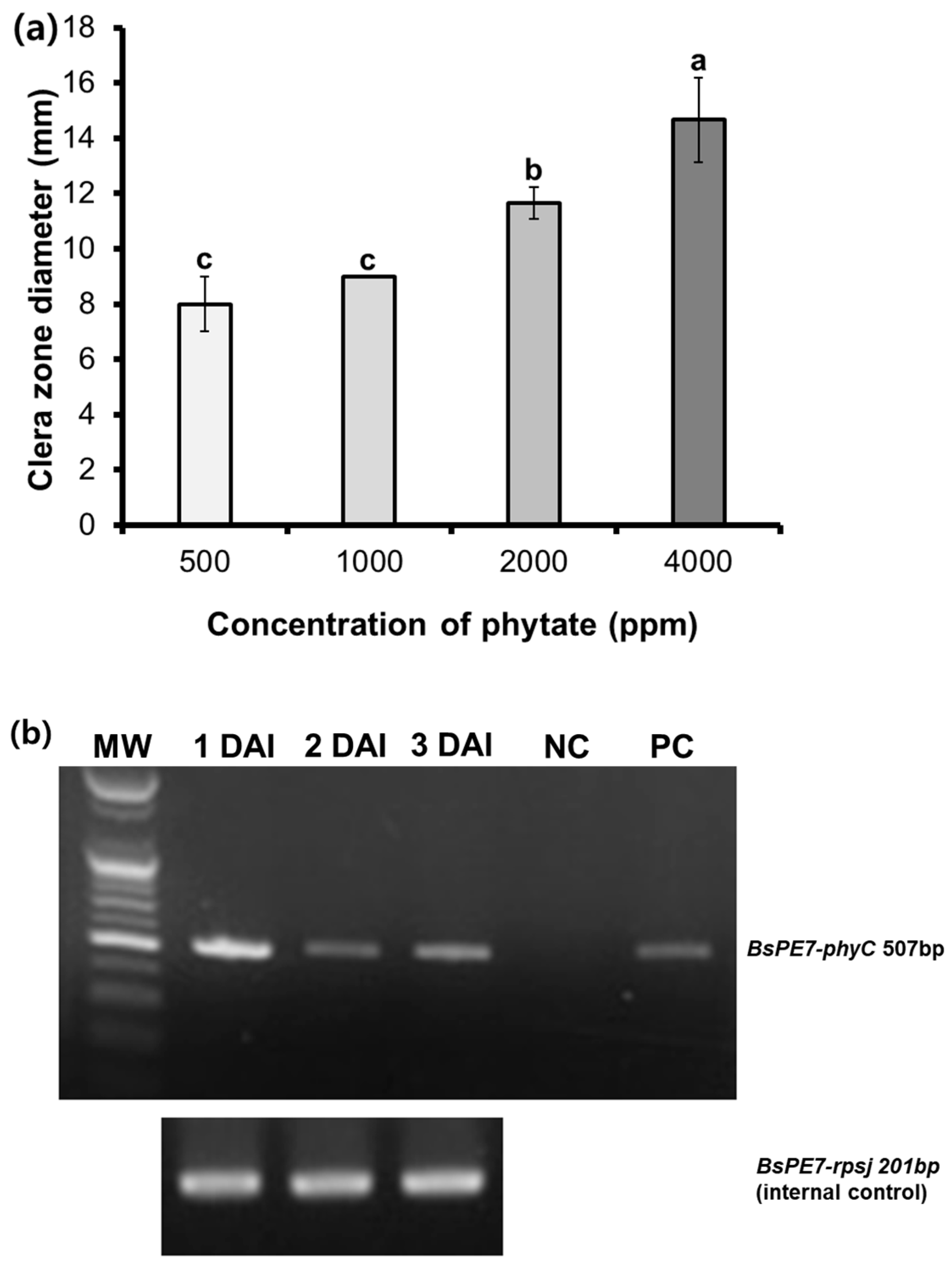 Bacillus subtilis PE7-Mediated Alleviation of Phosphate Starvation and ...