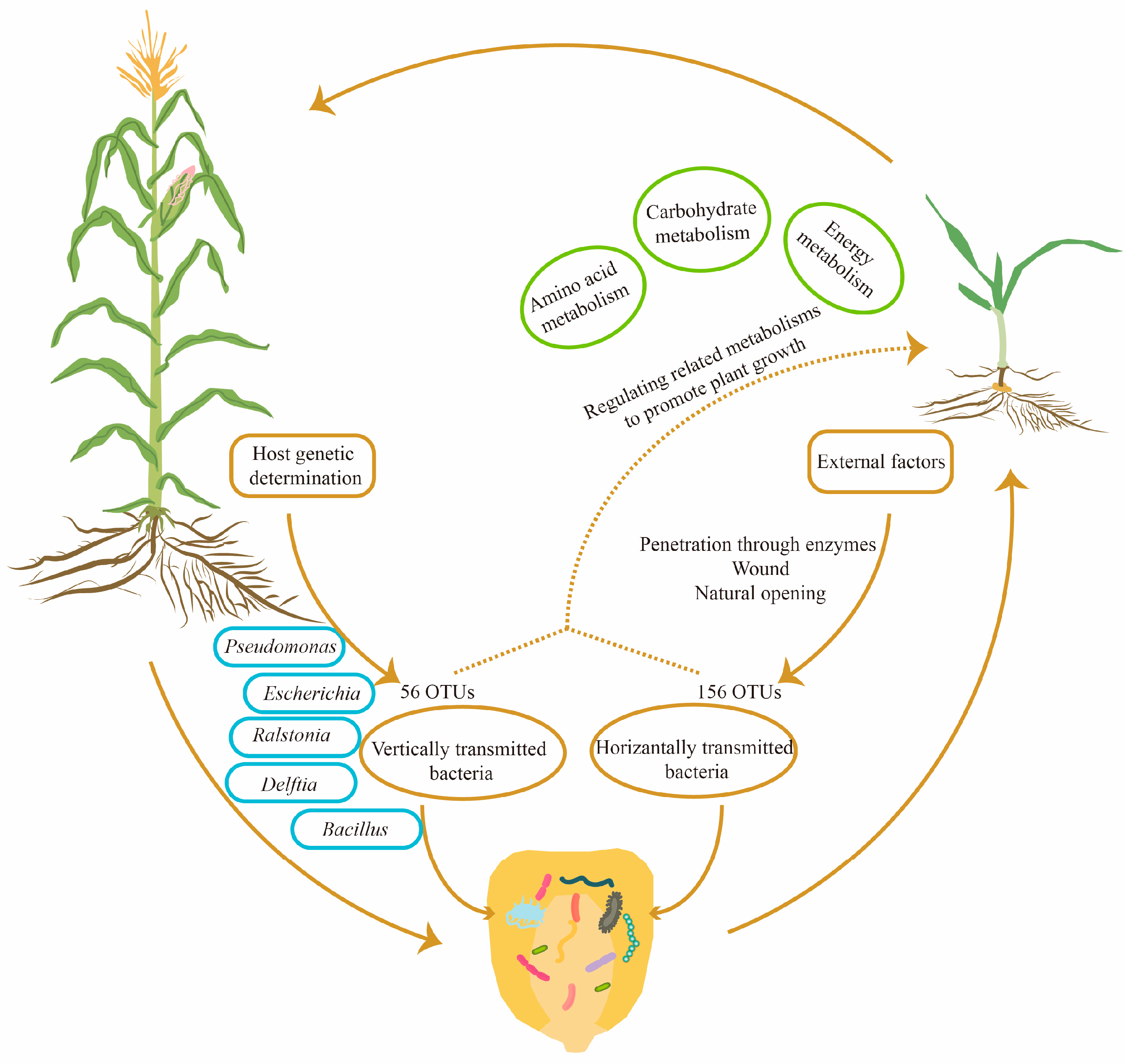 Conservation and Dynamics of Maize Seed Endophytic Bacteria Across ...