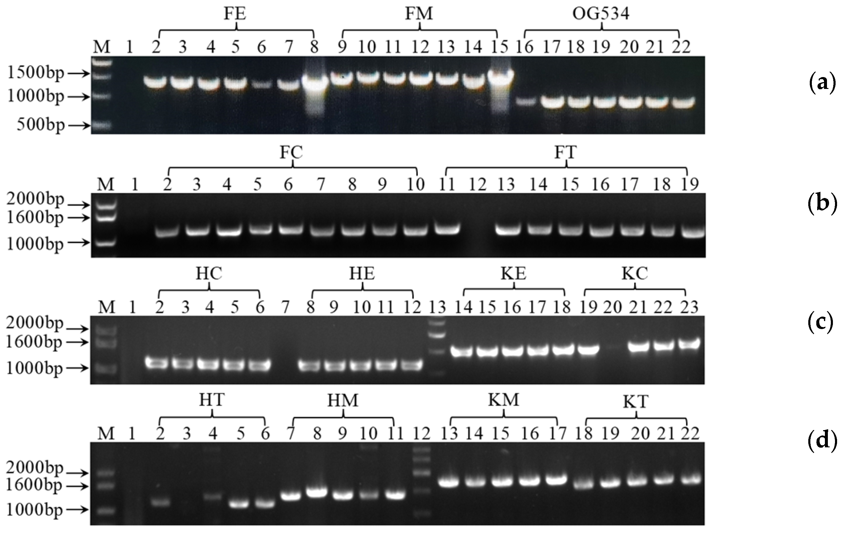 Heterologous Expression of the Antiviral Lectin Griffithsin in ...