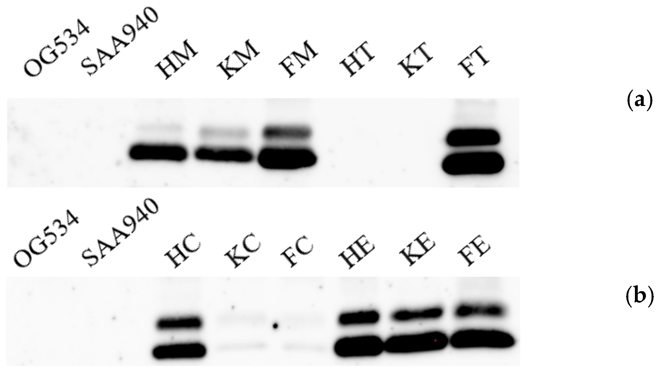 Heterologous Expression of the Antiviral Lectin Griffithsin in ...