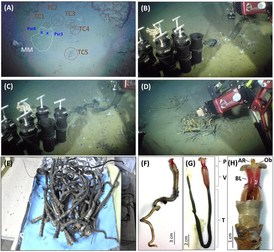 Microbial Communities in and Around the Siboglinid Tubeworms from the ...