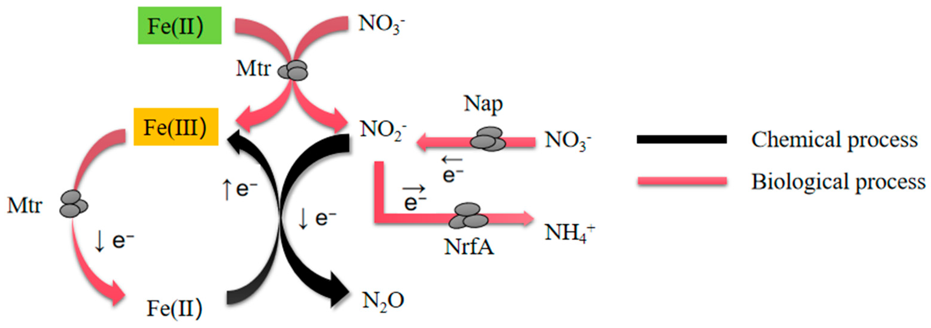 Biological and Chemical Processes of Nitrate Reduction and Ferrous ...