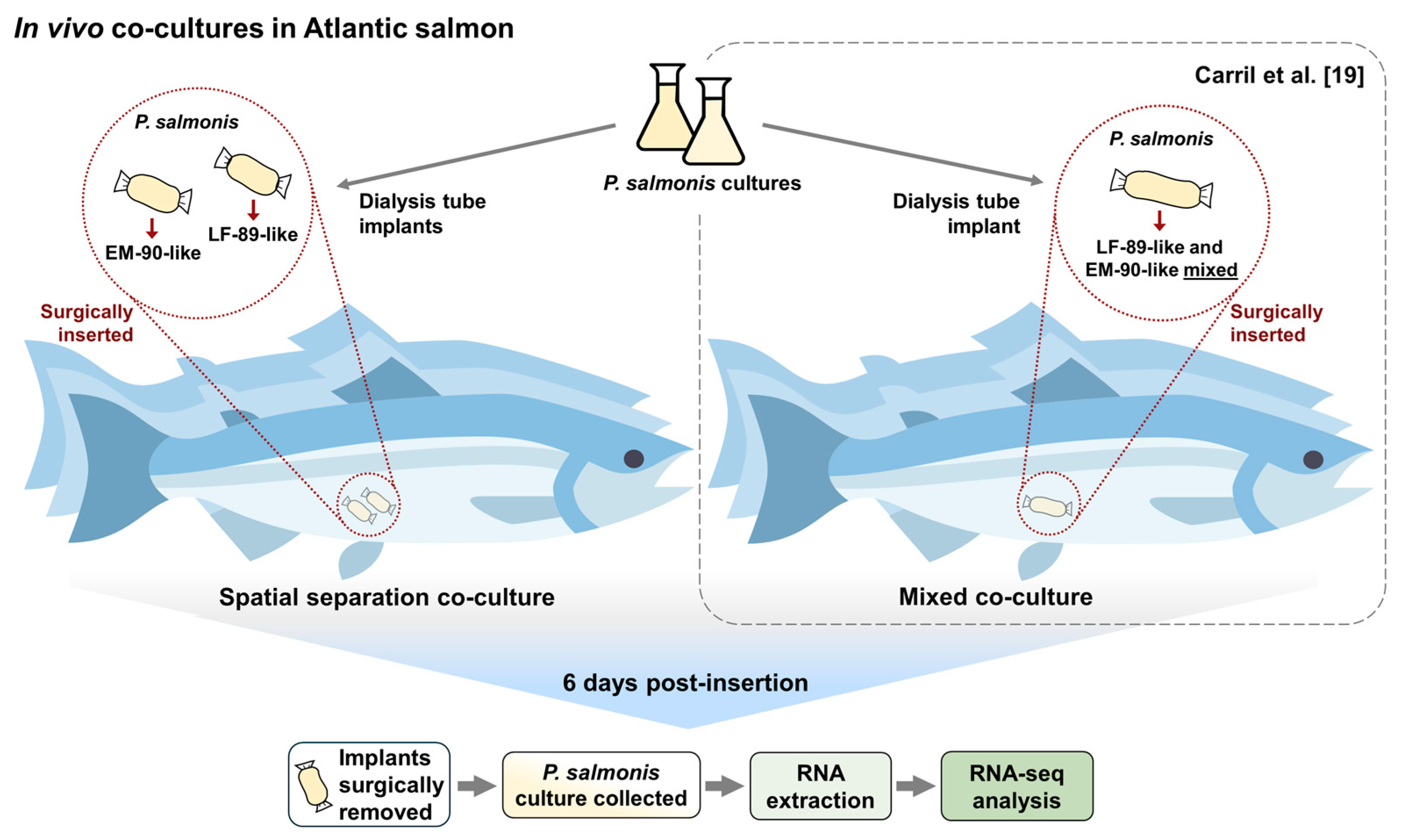 Differential Transcriptomic Profile of Piscirickettsia salmonis LF-89 ...