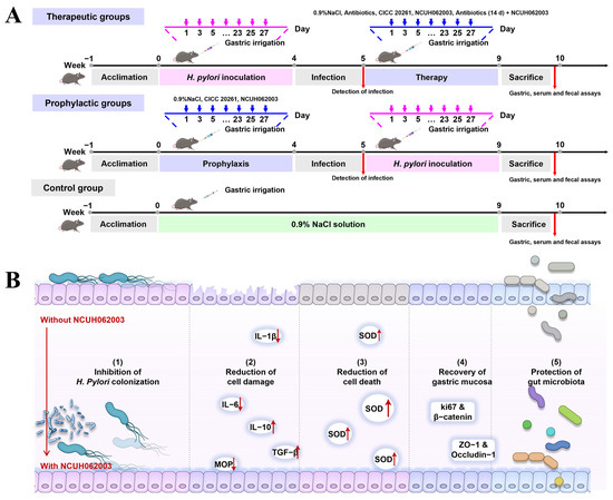 Helicobacter pylori Inhibition, Gastritis Attenuation, and Gut ...