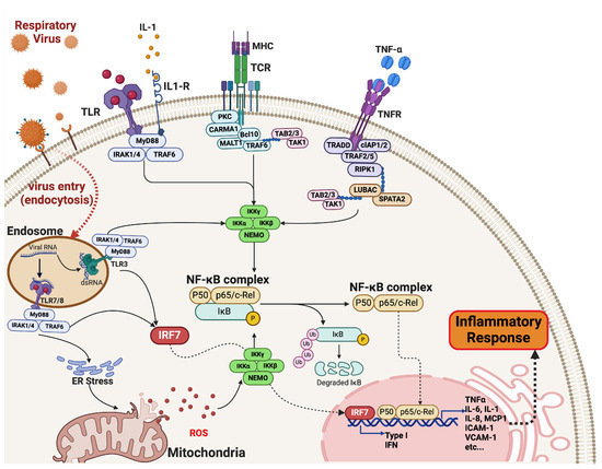 The Role of Inflammation in the Pathogenesis of Viral Respiratory ...