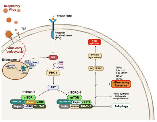 The Role of Inflammation in the Pathogenesis of Viral Respiratory ...
