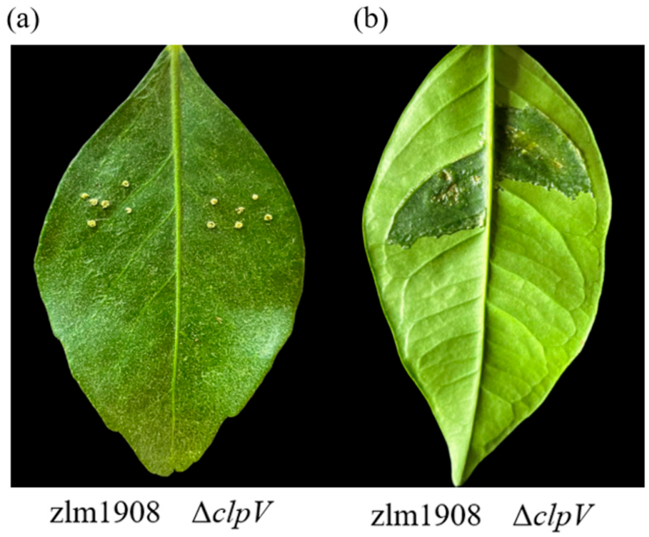 The Role of ClpV in the Physiology and Pathogenicity of Xanthomonas ...