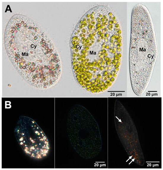 Effects of the Symbiotic Chlorella variabilis on the Host Ciliate ...