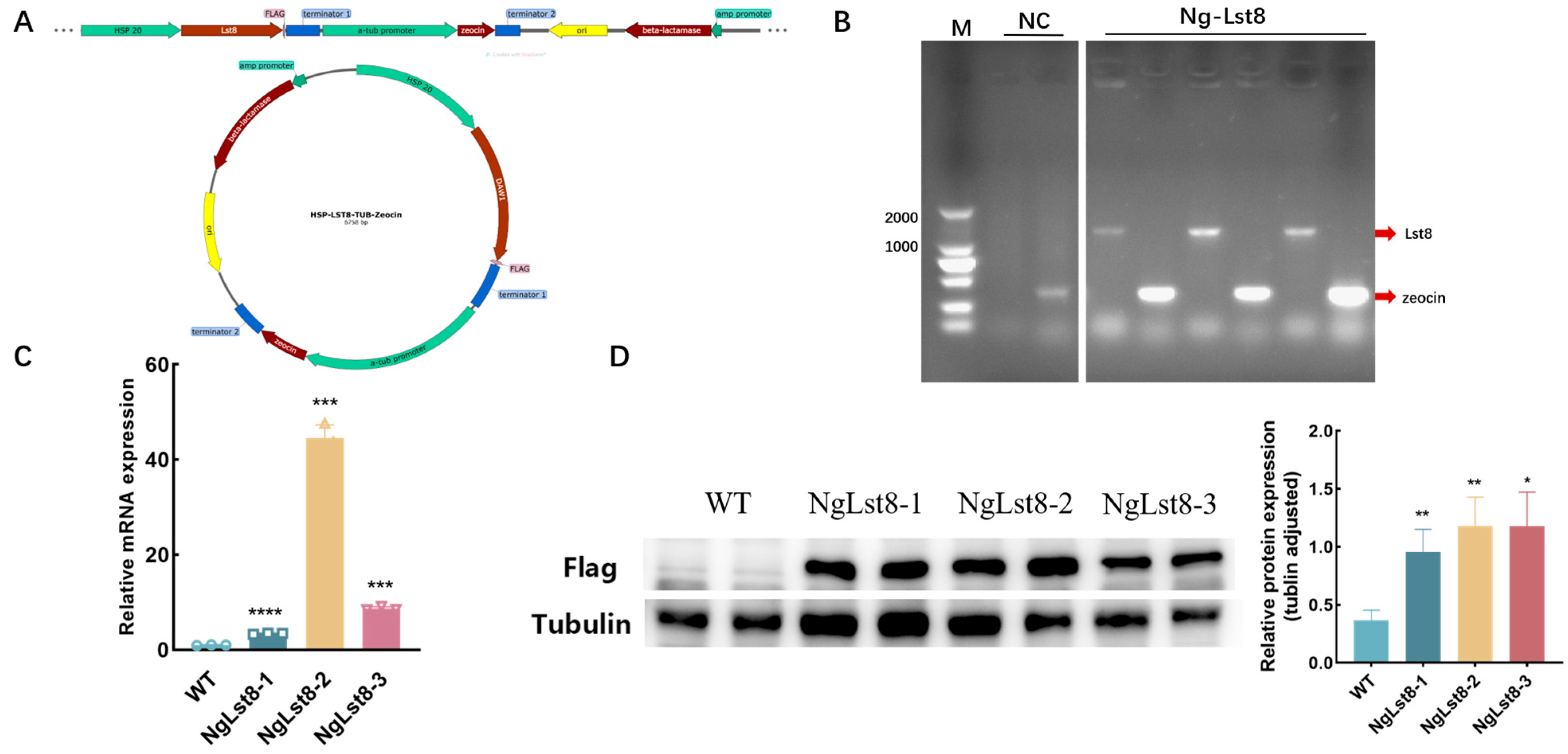 NgLst8 Coactivates TOR Signaling to Activate Photosynthetic Growth in ...