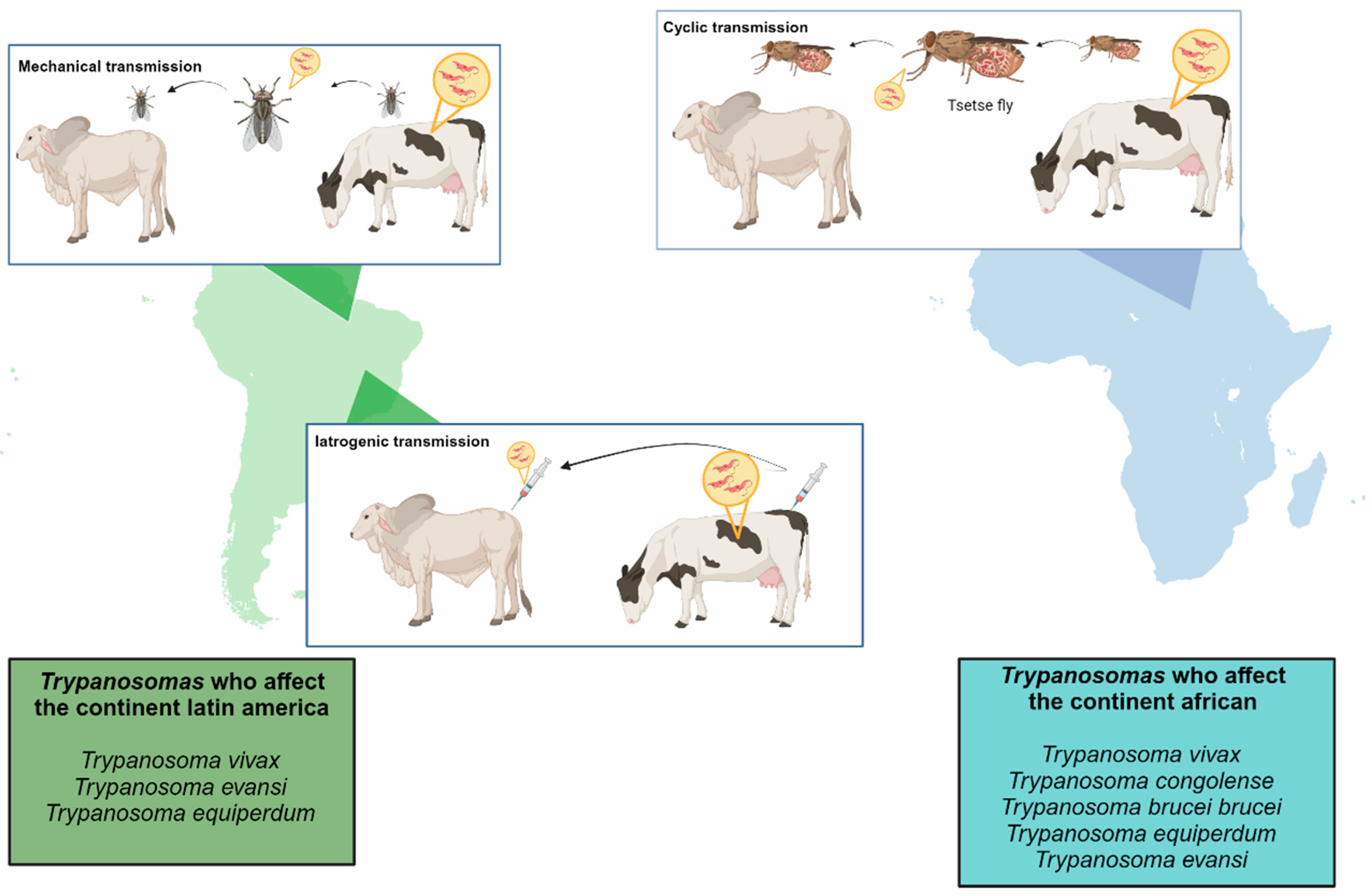 Animal Trypanosomiasis: Challenges and Prospects for New Vaccination ...