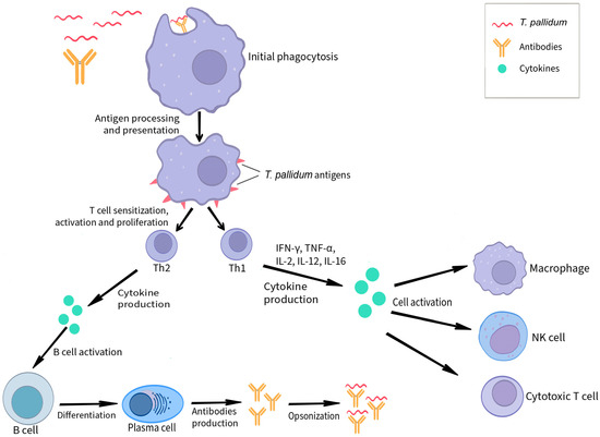 The Significance of the Cell-Mediated Host Immune Response in Syphilis