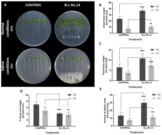 Whole-Genome Profiling of Endophytic Strain B.L.Ns.14 from Nigella ...