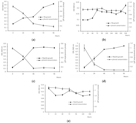 Identification, Characterization, and Ultrastructure Analysis of the ...