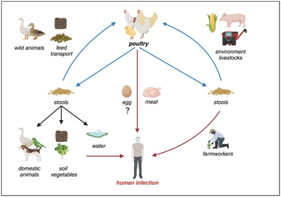 Campylobacter jejuni/coli Infection: Is It Still a Concern?