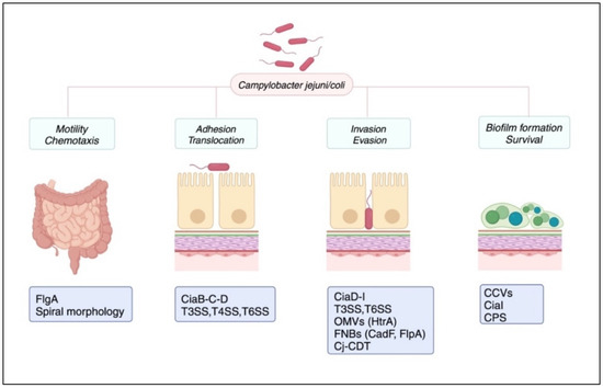 Campylobacter jejuni/coli Infection: Is It Still a Concern?