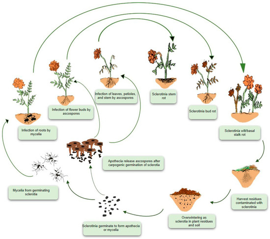 White Mold: A Global Threat to Crops and Key Strategies for White Mold: A Global Threat to Crops and Key Strategies for