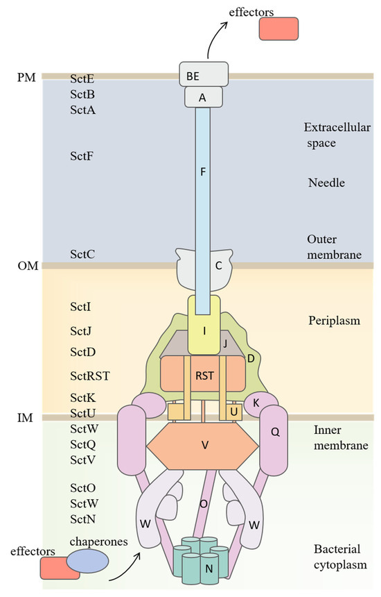 The Bacterial Type III Secretion System as a Broadly Applied Protein ...