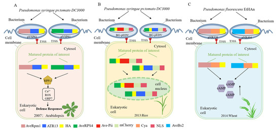The Bacterial Type III Secretion System as a Broadly Applied Protein ...
