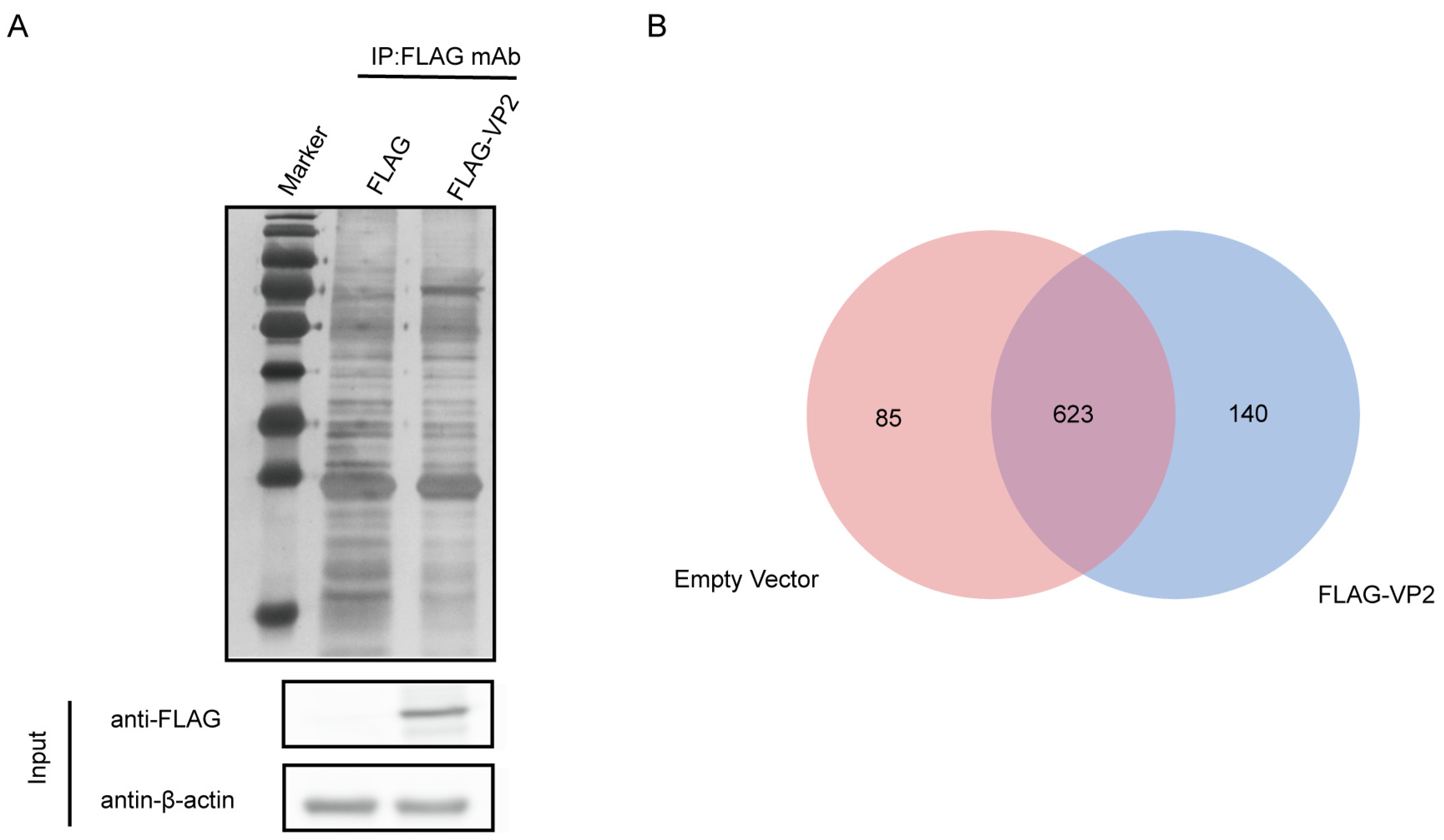 Identification of Host–Protein Interaction Network of Canine Parvovirus Capsid Protein VP2 in ...