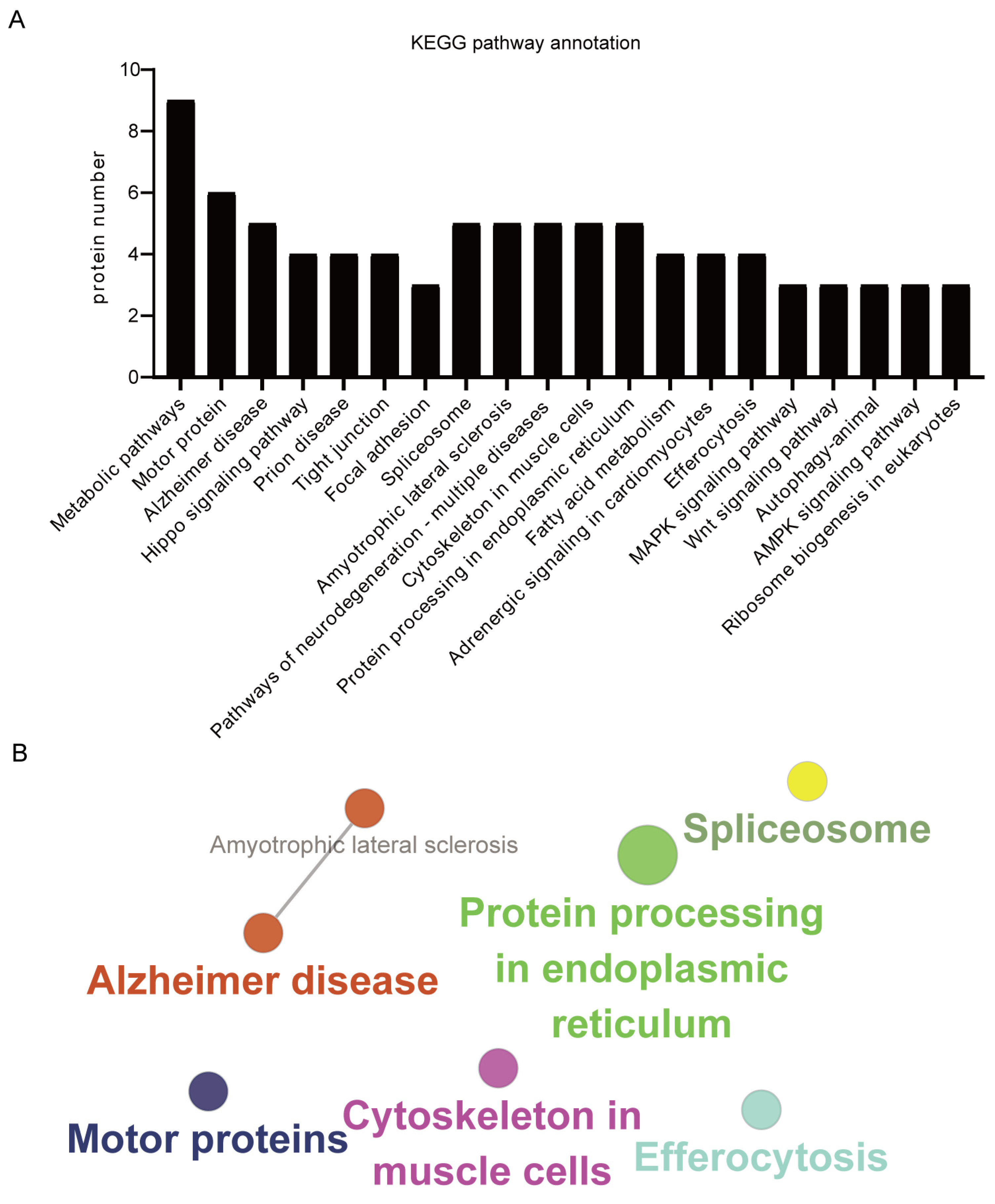 Identification of Host–Protein Interaction Network of Canine Parvovirus ...