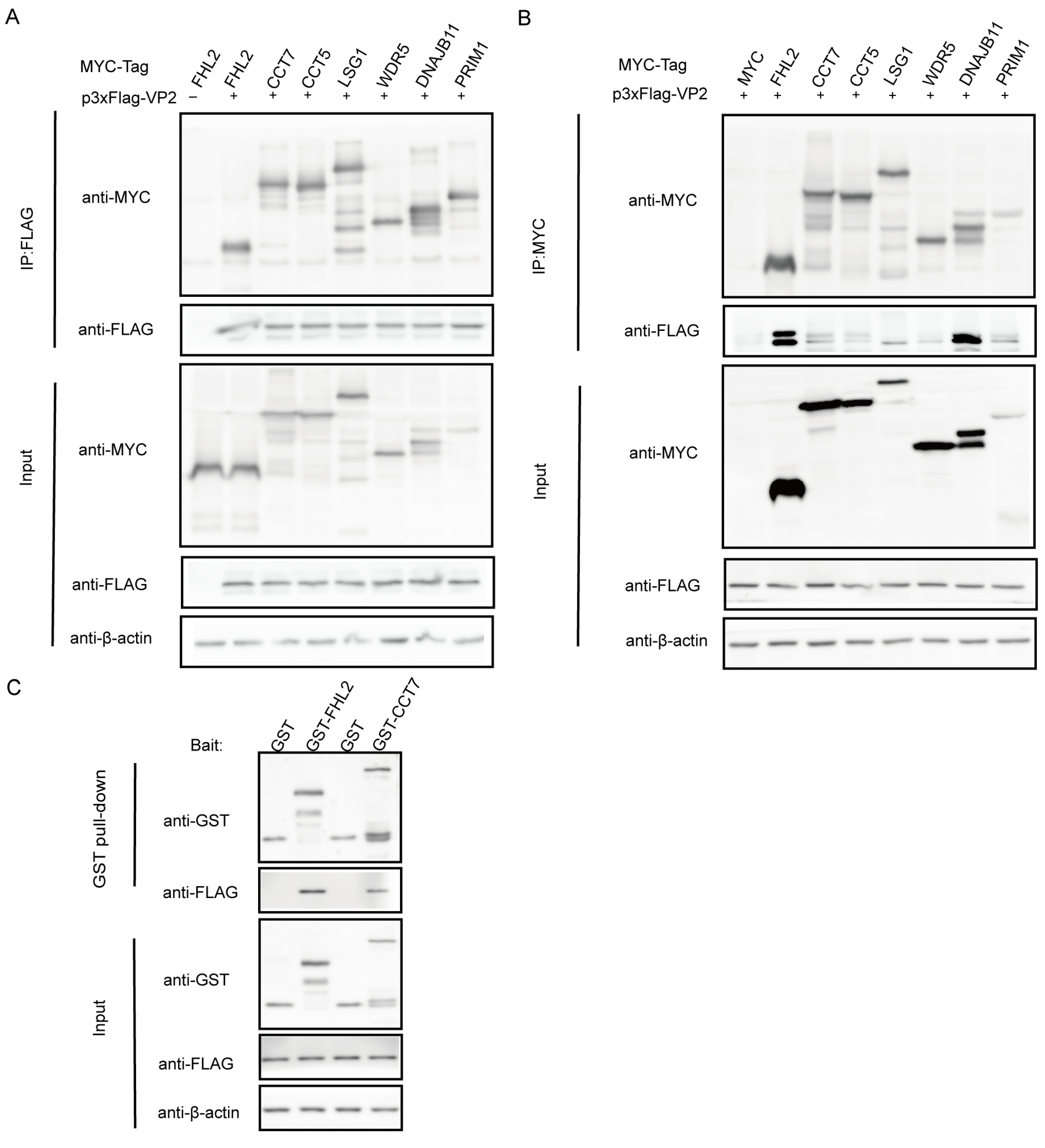 Identification of Host–Protein Interaction Network of Canine Parvovirus ...
