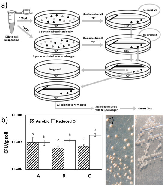 Bacterial Isolation from Natural Grassland on Nitrogen-Free Agar Yields ...