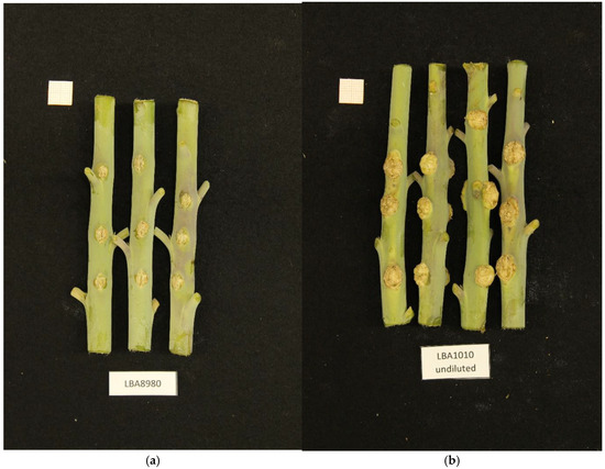 Crown Gall Induced by a Natural Isolate of Brucella (Ochrobactrum ...