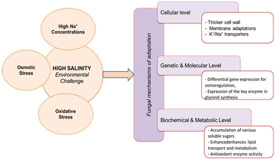Halophilic Fungi—Features and Potential Applications