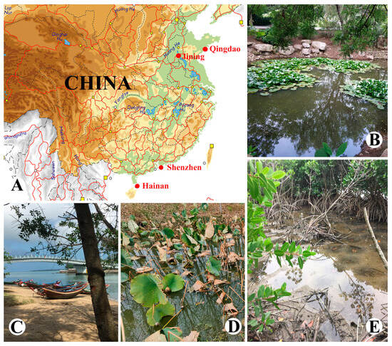 Morphology and Molecular Phylogeny of Four Anaerobic Ciliates (Protista ...