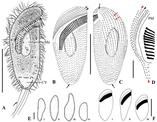 Morphology and Molecular Phylogeny of Four Anaerobic Ciliates (Protista ...