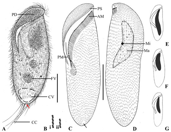 Morphology and Molecular Phylogeny of Four Anaerobic Ciliates (Protista ...