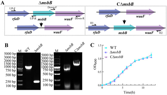 Role of msbB Gene in Physiology and Pathogenicity of Vibrio ...
