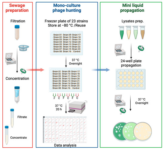 Isolation, Characterization, and Genomic Analysis of Bacteriophages ...