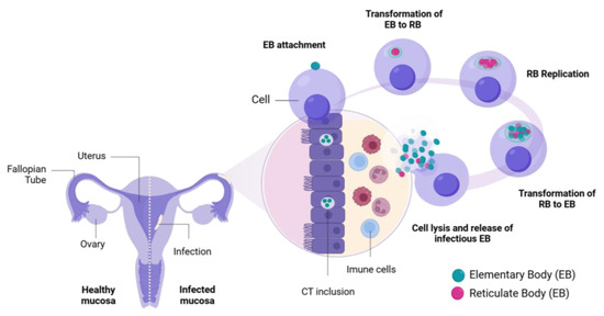 Study Models for Chlamydia trachomatis Infection of the Female ...